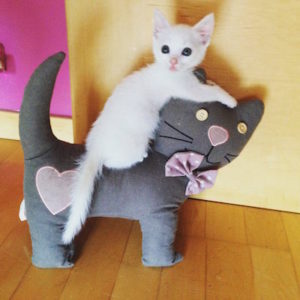 Cat cold treatment home - Online Reflex Therapy for Pets – Effective ...