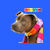 Pets color therapy