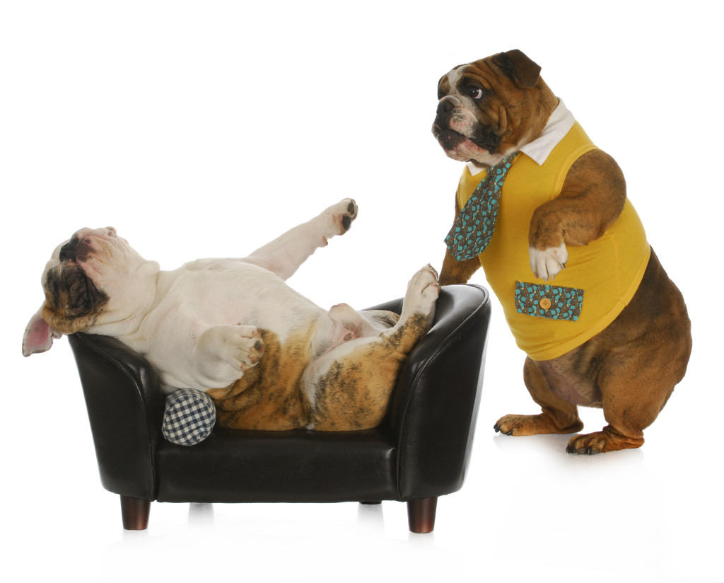 Dogs - Online Reflex Therapy for Pets – Effective, Natural & Gentle